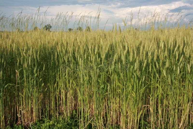 Hay Field stock photo. Image of agriculture, field, growing - 5752690