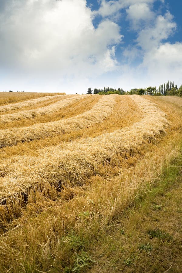 Hay Field stock photo. Image of washington, fresh, farming - 7800232