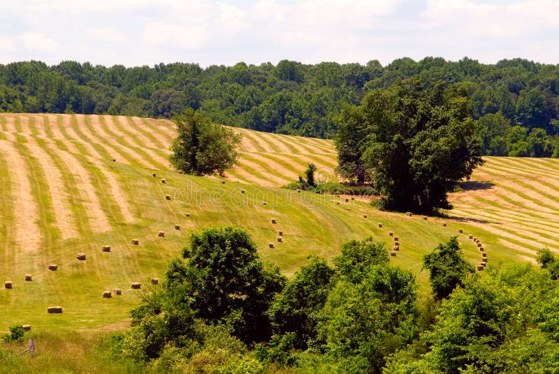 Hay Field stock photo. Image of products, virginia, farming - 927330