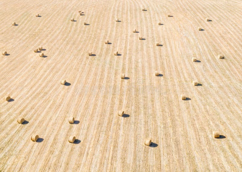 Hay Field, Aerial Panorama with Striped Pattern and Hay Bales in a Row ...