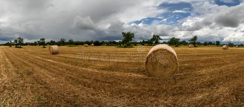 Hay, Field, Agriculture, Crop Stock Photo - Image of agriculture, field ...
