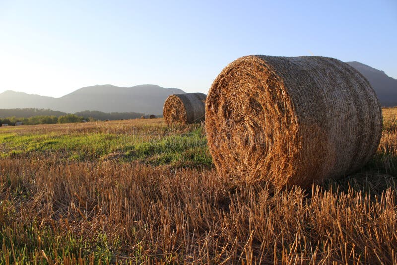 Hay, Field, Agriculture, Straw Picture. Image: 108957643