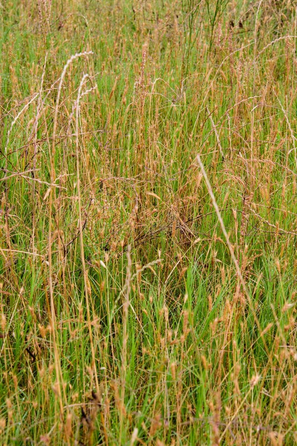 Hay Field stock image. Image of grasses, texture, farmers - 92926653