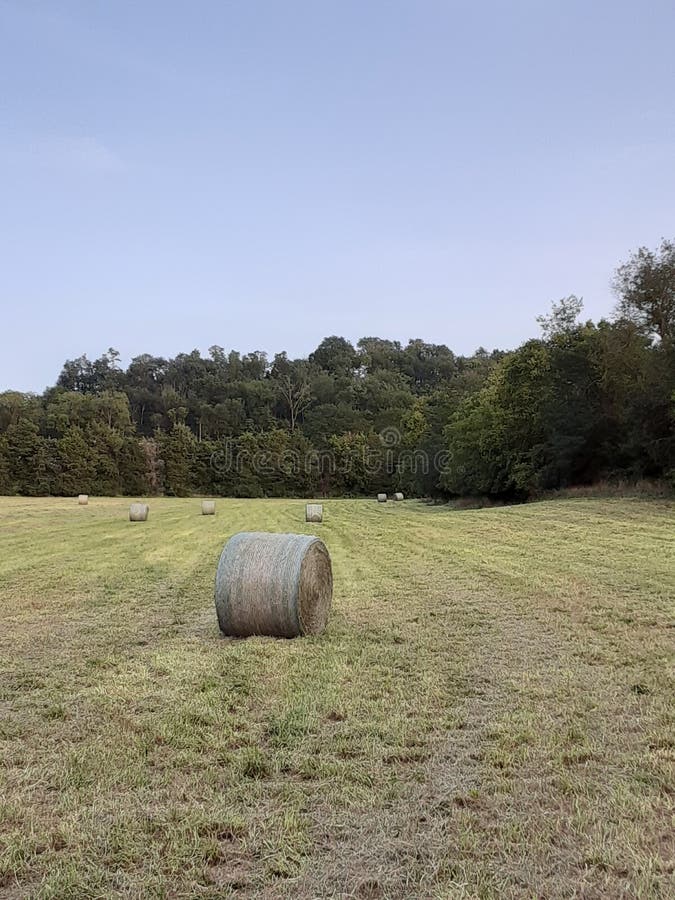 Hay field farm stock image. Image of tree, grass, plain - 231645241