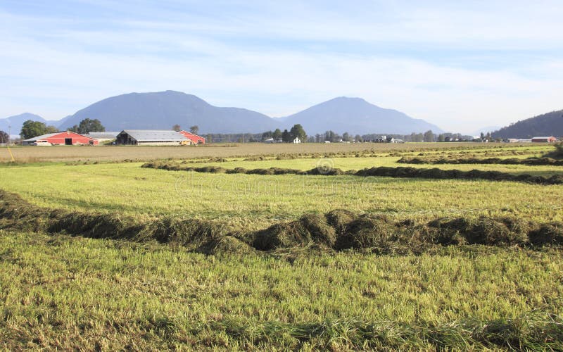 Hay Field in Landscape Setting Stock Image - Image of bundled ...