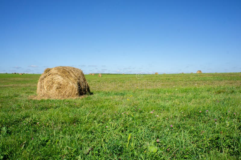 Hay Field with Large Round Bales. Environmentally Friendly Production ...