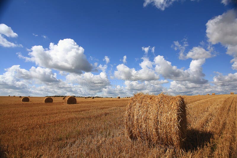 Hay on field stock image. Image of country, crop, field - 55324925
