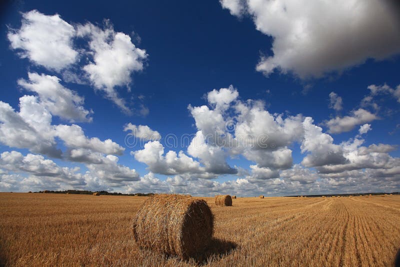 Hay on field stock photo. Image of grass, roll, golden - 55327892