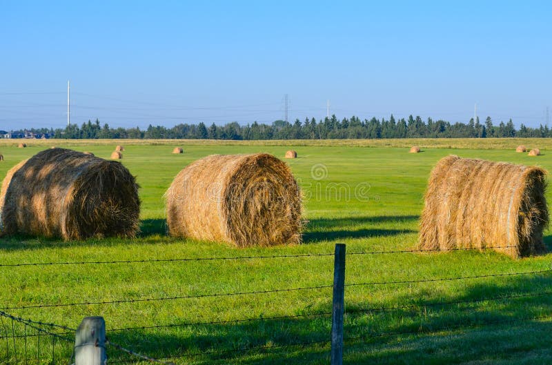 Hay on the field stock image. Image of nice, stunning - 97299539