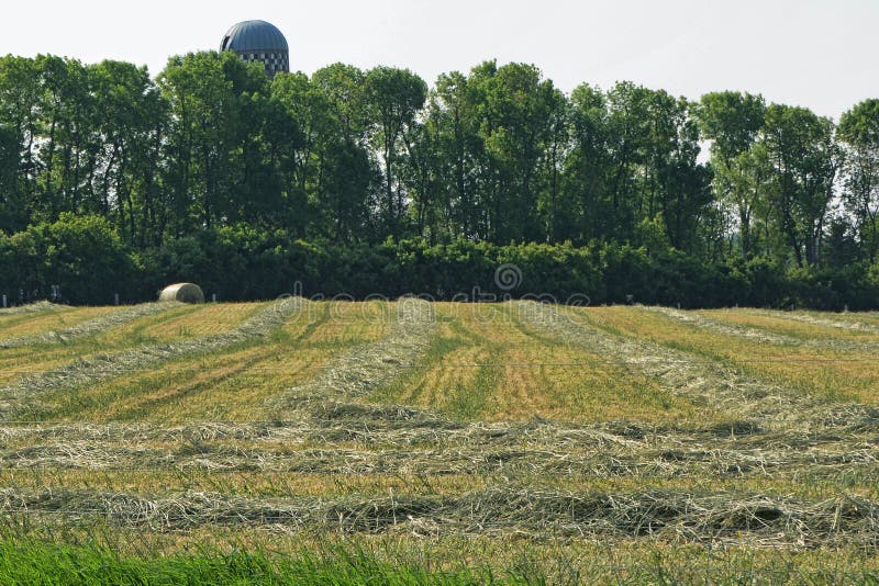Hay Field stock photo. Image of raked, rows, silo, harvesting - 41204680