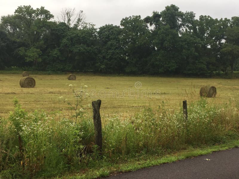 Hay stock photo. Image of ready, field, farm, harvest - 89782534
