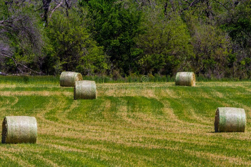 Hay Field with Round Hay Bales Stock Photo - Image of grass, outdoors ...
