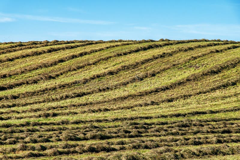 Hay field stock image. Image of plant, agriculture, horizon - 44825779