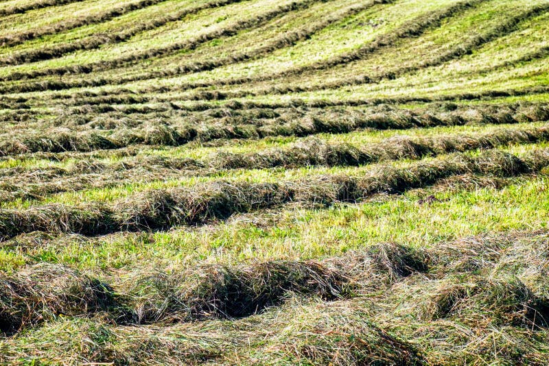 Hay field stock photo. Image of nature, rustic, stubble - 46147298