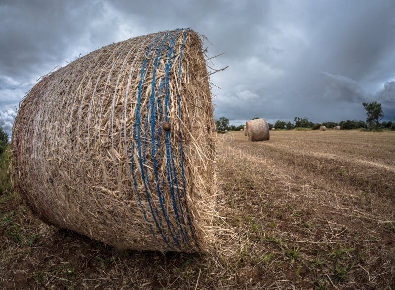 Hay, Field, Agriculture, Straw Picture. Image: 115805855