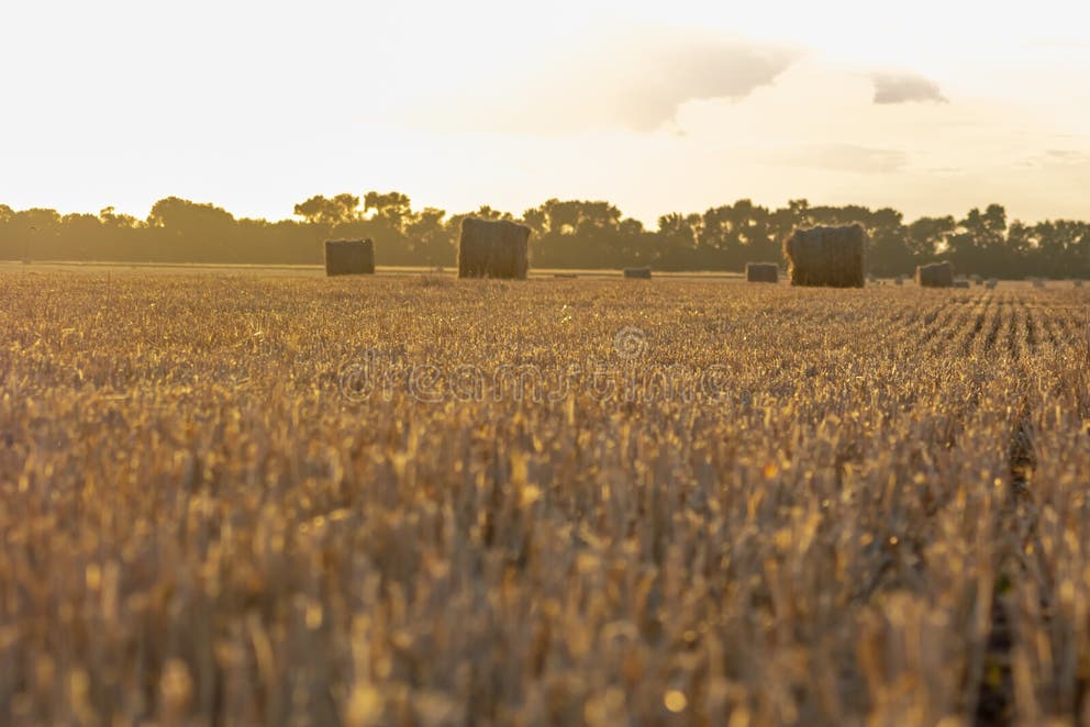 Hay field before sunset stock photo. Image of farm, landscape - 191380338