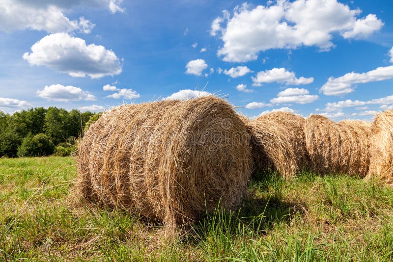 Hay on Field Under Blue Sky Stock Photo - Image of bale, grow: 44534460