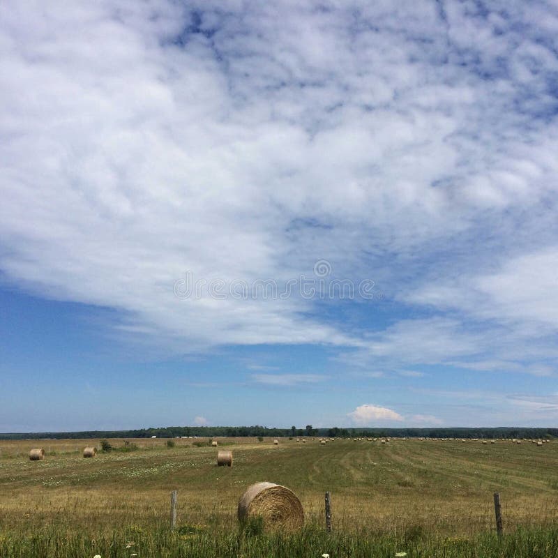 Hay Fields stock photo. Image of northern, canadian, fields - 96850646