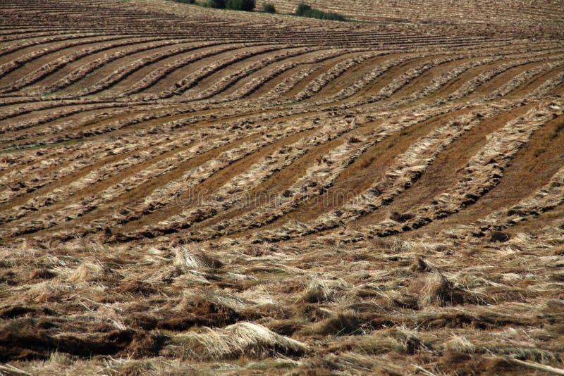 Hay Fields and Rolling Hills Stock Image - Image of green ...