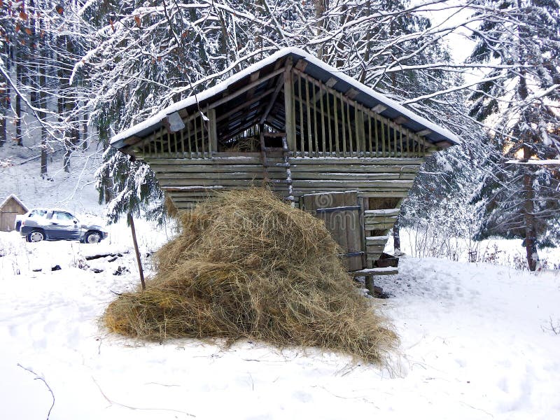 Hay in the forest stock photo. Image of park, frost, deer - 65553646