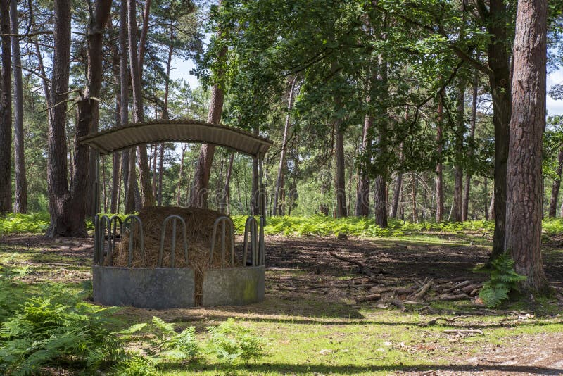 Hay in the Forest To Feed Wild Animals Stock Photo - Image of wood ...