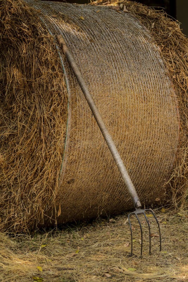 Pitchfork Resting on a Pile of Hay in Rustic Wooden Barn. Stock Image ...