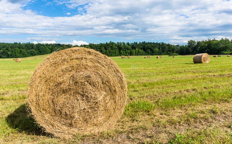 Hay, Fresh Mowed and Packaged Stock Photo - Image of mowed, lifting ...