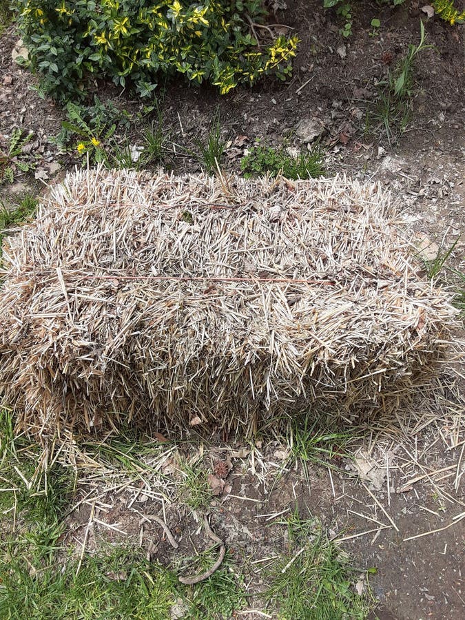 Hay grass flowers ground stock image. Image of leaf - 183189563