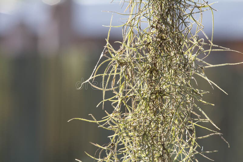 Hay stock image. Image of tree, branch, twig, mown, plant - 55979253