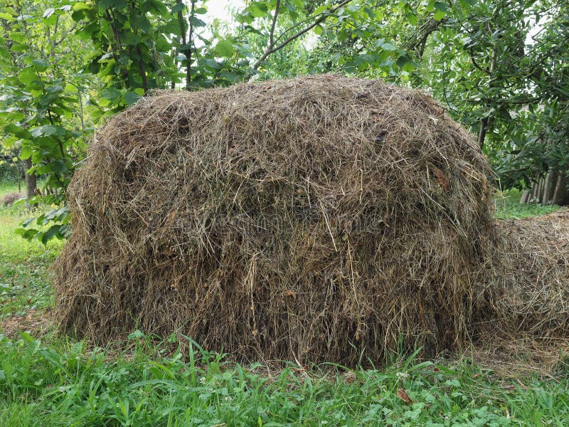 Hay heap in lawn stock photo. Image of meadow, nature - 191286570