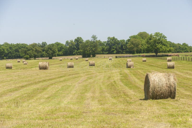 Round bales of hay stock image. Image of field, bales - 157823683
