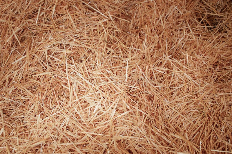 Yellow Dry Hay As a Background. Hay Macro Photography Stock Image ...