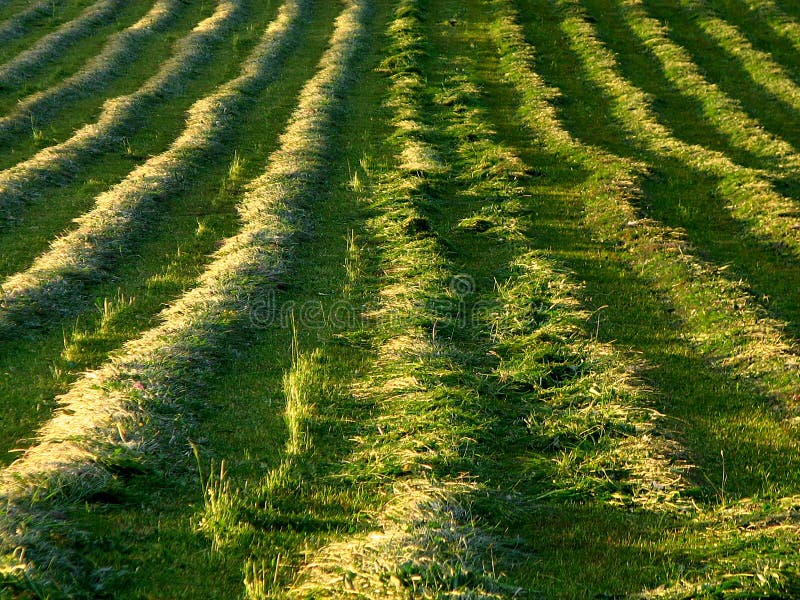 Hay making stock photo. Image of filed, agronomic, agricultural - 2374356