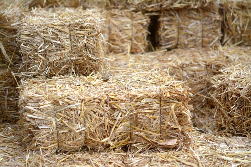 Hay stock image. Image of stack, agriculture, field - 160640095