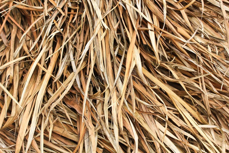 Hay Maple Leaf image stock. Image du lame, fond, pâturage - 38275075