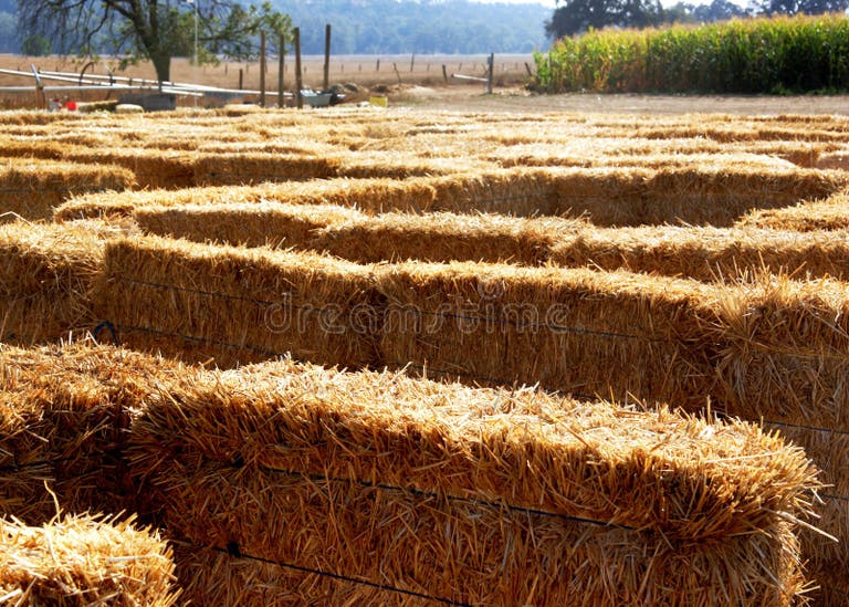 192 Hay Maze Stock Photos - Free & Royalty-Free Stock Photos from ...
