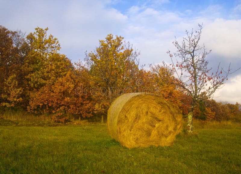 Hay on the meadow stock photo. Image of outdoors, light - 13122570