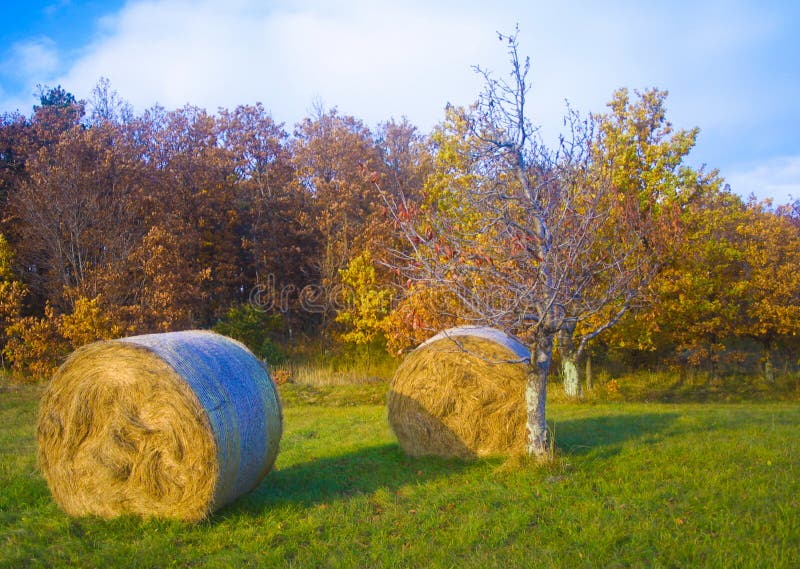 Hay on the meadow stock photo. Image of circle, farming - 13122572