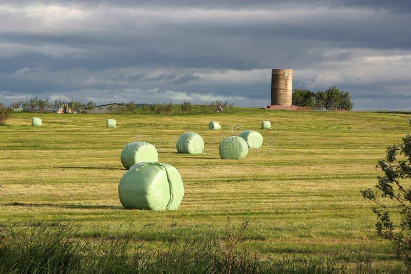 Hay on the meadow stock photo. Image of harvesting, country - 13333358