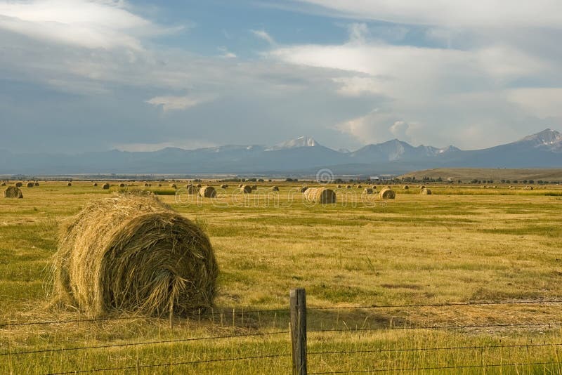 Hay Meadow stock image. Image of bales, natural, plant - 16122939
