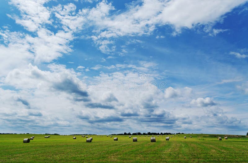 Hay on the meadow. stock photo. Image of harvesting, haystack - 20119782