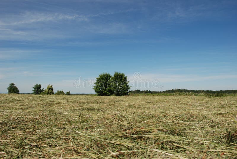 Hay meadow with trees stock photo. Image of summer, horizon - 94127600