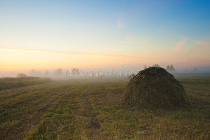 Hay. Morning. Dawn. Mowed Grass Stock Photo - Image of green, spring ...