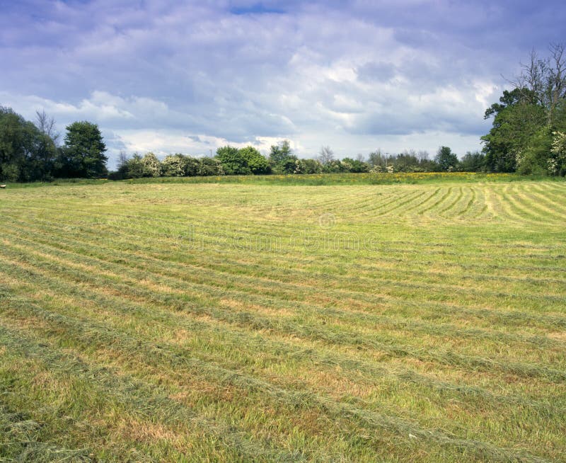 Hay stock photo. Image of colour, open, people, cotswold - 116335136