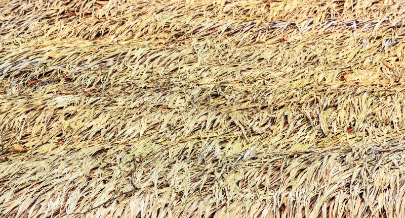 Background Gold Wisp Photos - Free & Royalty-Free Stock Photos from ...