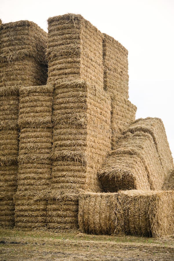 Hay Packed Compacted into Square Bales Stock Image - Image of block ...