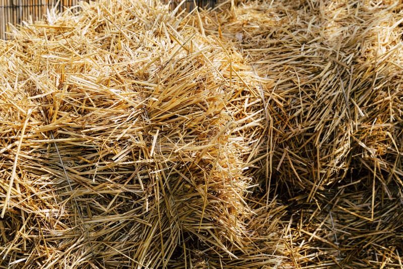 Hay is Piled on the Ground and Dried. Stock Image - Image of crop, gold ...