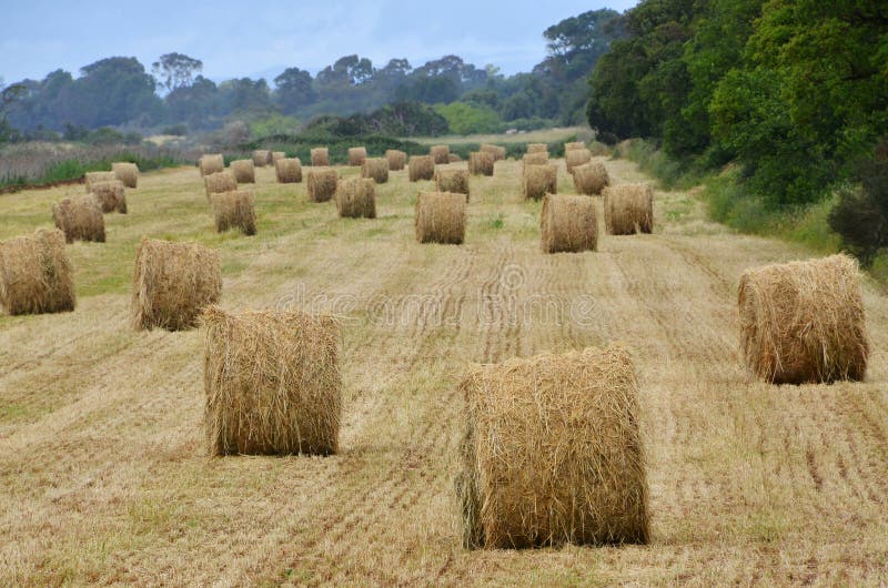 Hay piles panorama stock image. Image of agriculture - 25382705