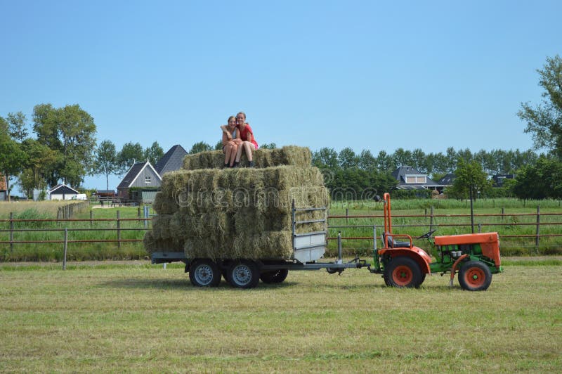 Hay, Plant, Grassland, Field Picture. Image: 135689639