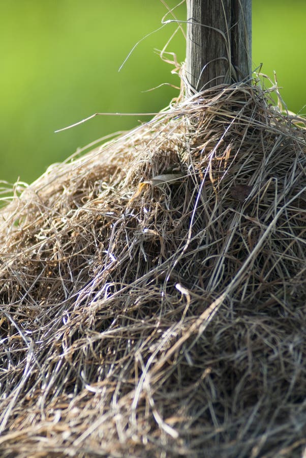 Hay Pole stock image. Image of pole, wood, summer, grey - 11056753